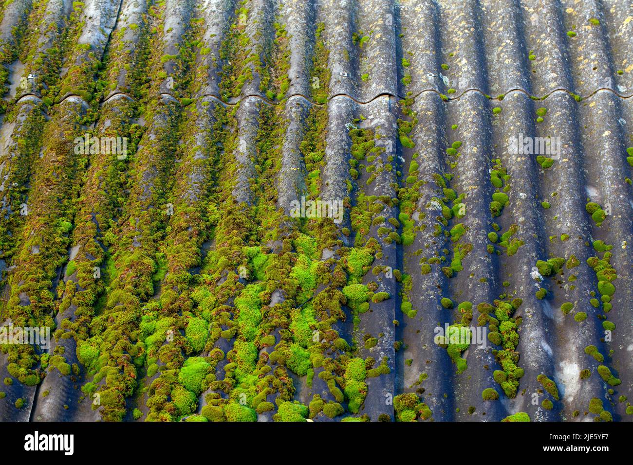 the roof of slate overgrown with moss and lichen, part of the roof of ...
