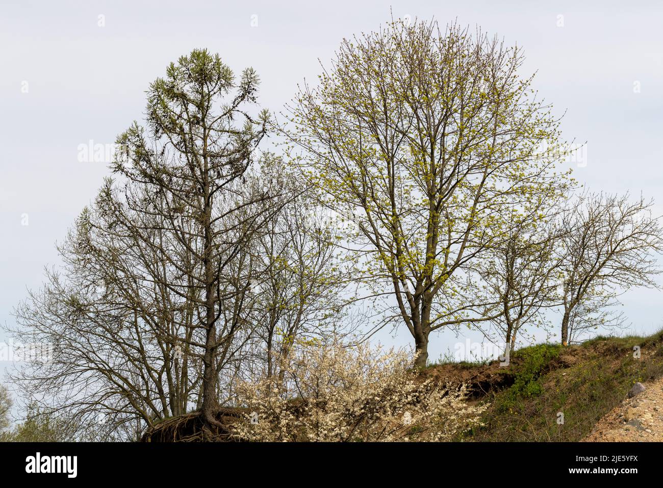 flowering maple in the springtime of the year, several maple trees on a ...