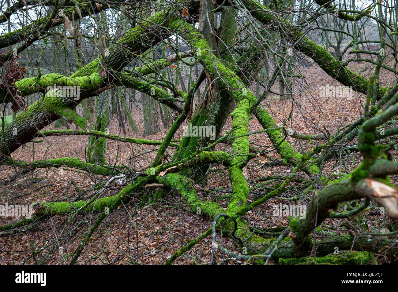 nature in the autumn season with color-changing foliage, features of ...