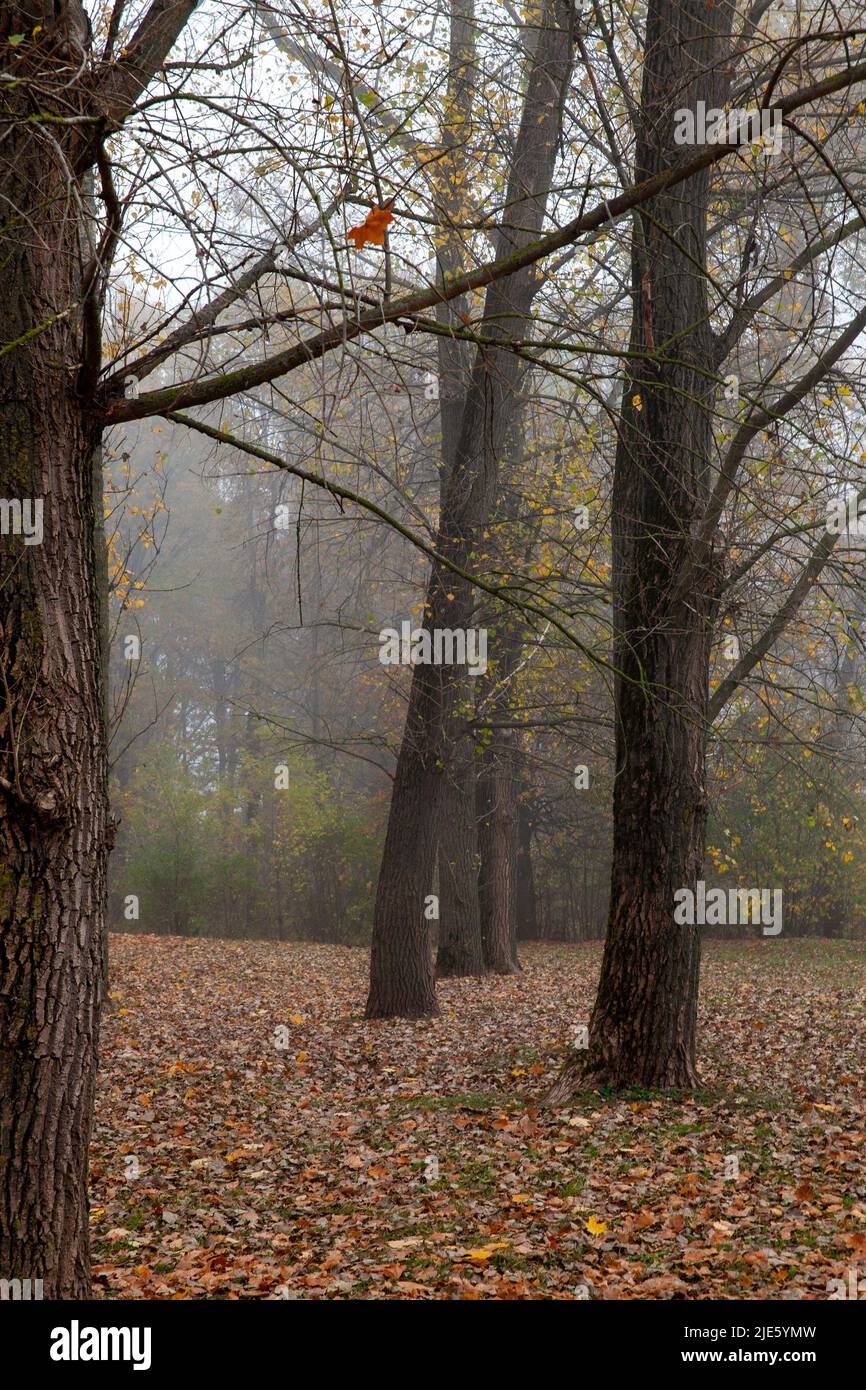 trees growing in the autumn season, nature features in the autumn ...