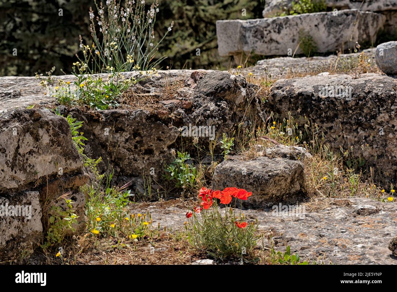 Flowers blossoming on the ancient rocks of the Theater of Dionysus on ...