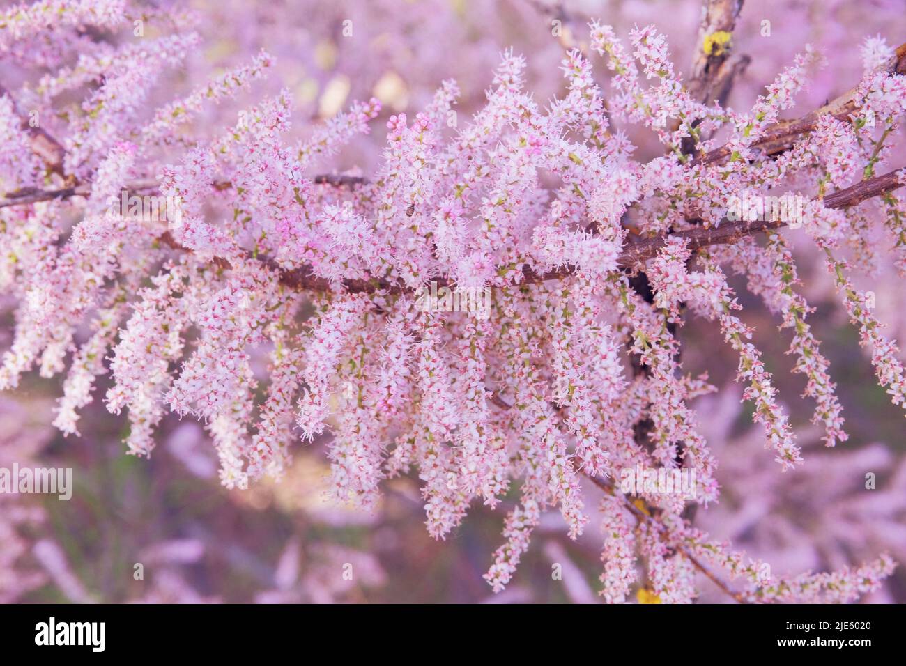 Spring blurred background of nature, pink color. Tamarix ramosissima ...