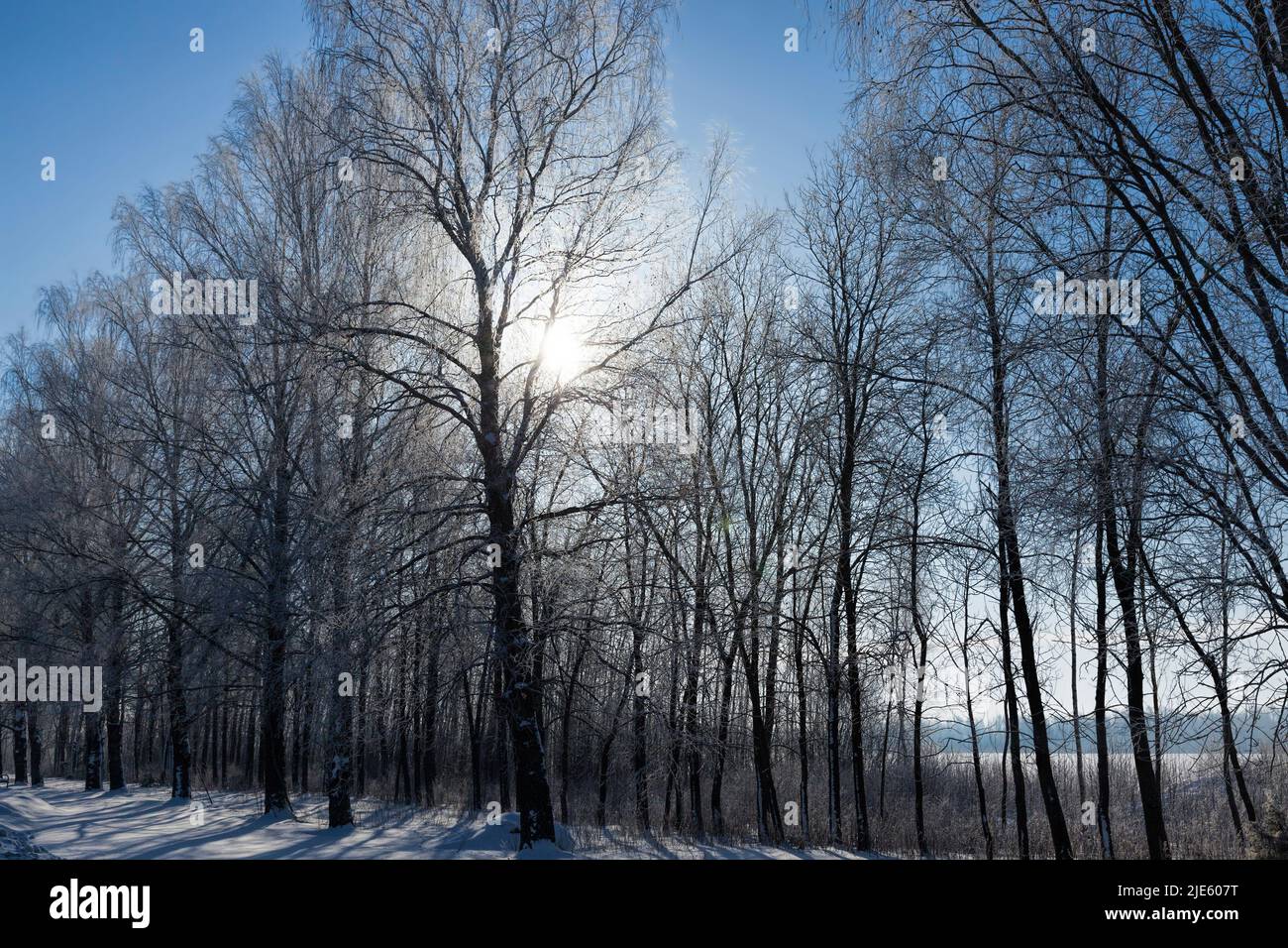 deciduous trees in winter after a snowfall, sunny weather in a winter ...