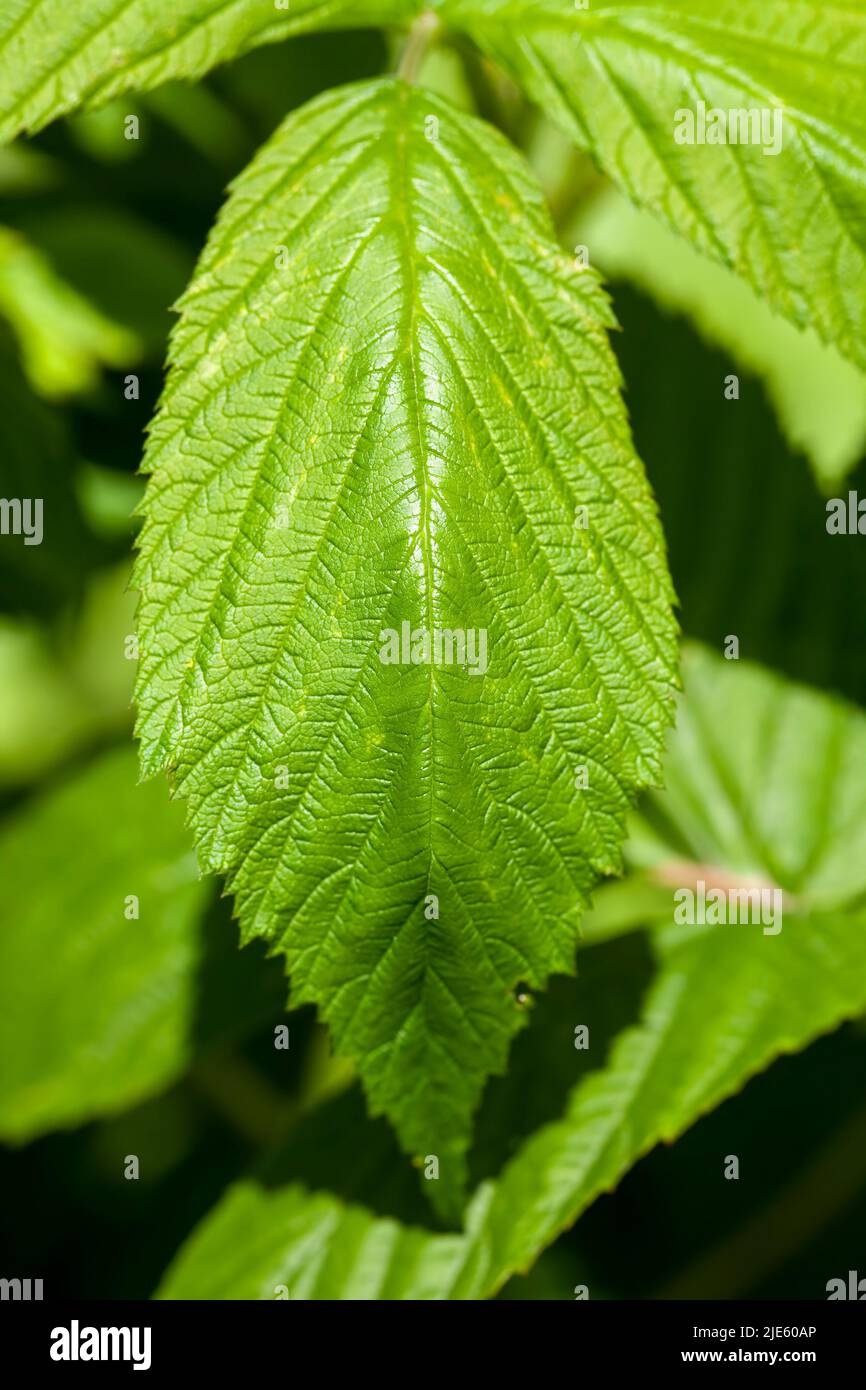 raspberry bush in the garden, raspberry bushes in the summer with green ...