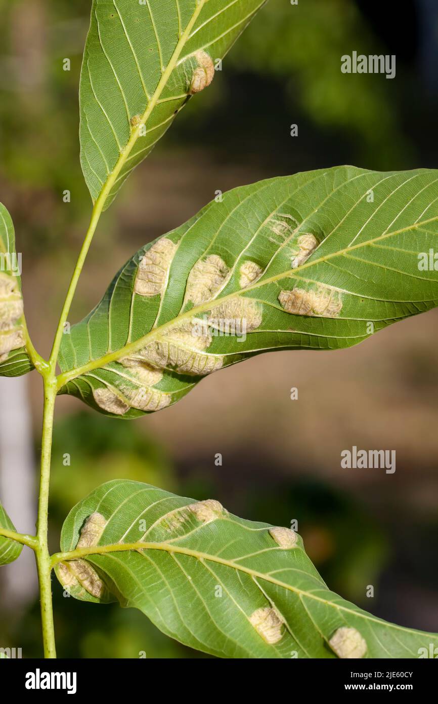 Botanical pests hi-res stock photography and images - Alamy