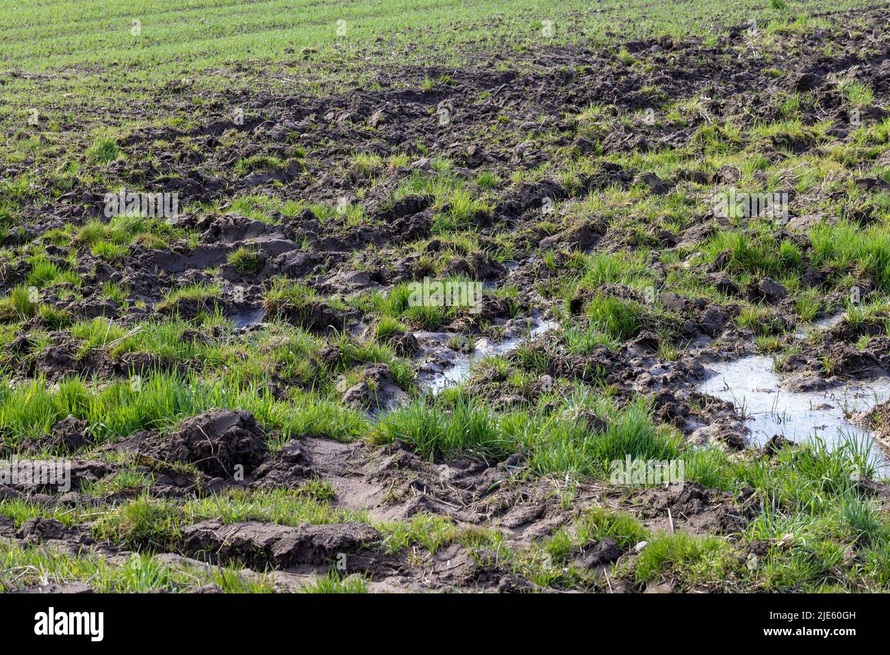 wet soil mud on an agricultural field, a field on which there is a ...