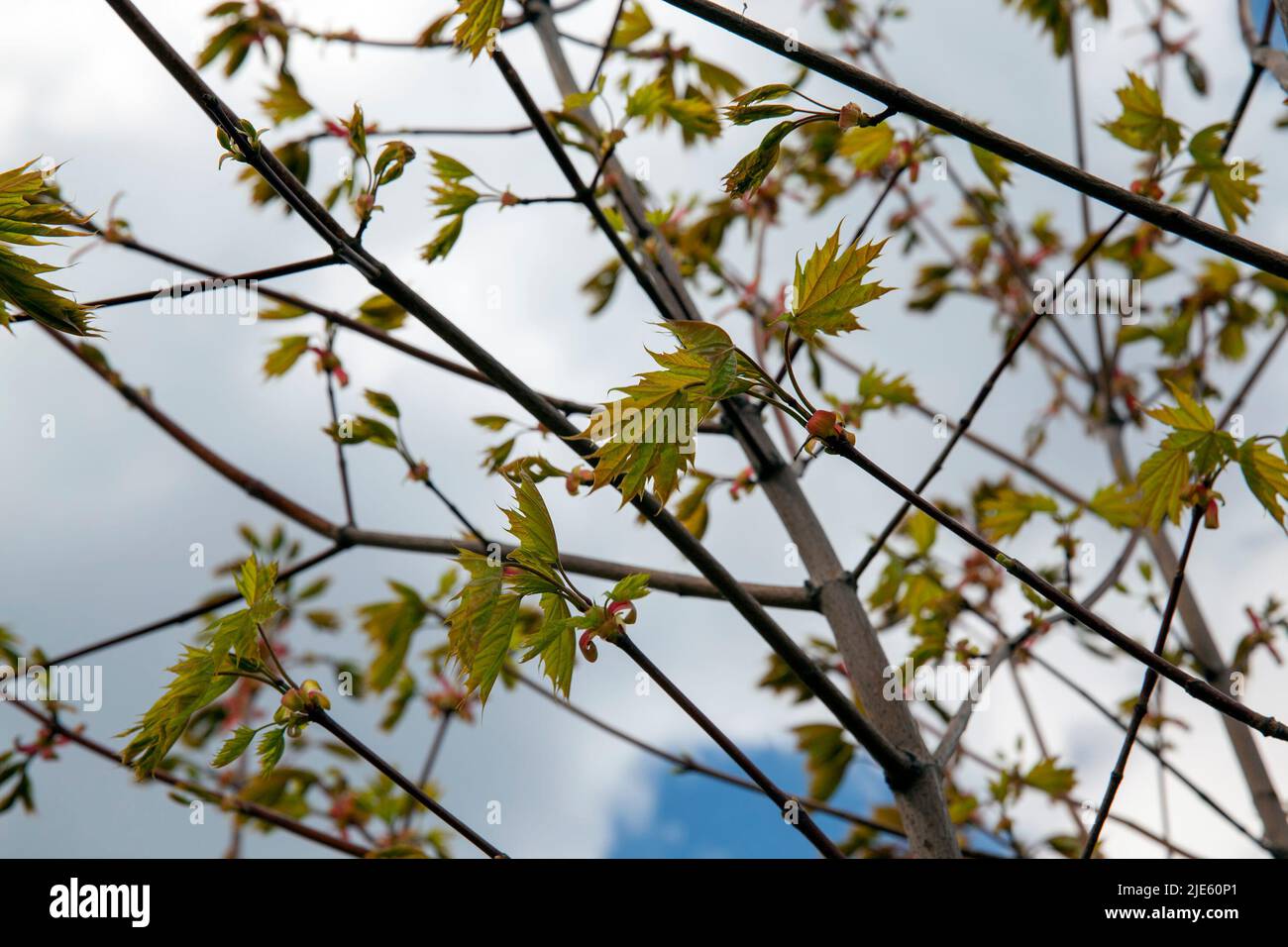 new young foliage of maples in spring, part of a tree with young newly ...
