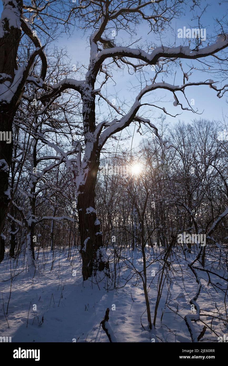 deciduous trees in winter after a snowfall, sunny weather in a winter ...