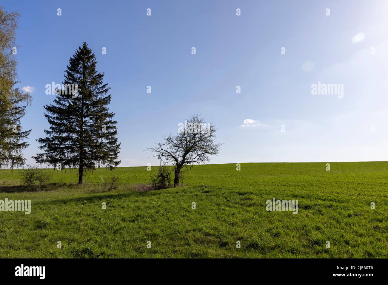 Tall trees border hi-res stock photography and images - Alamy