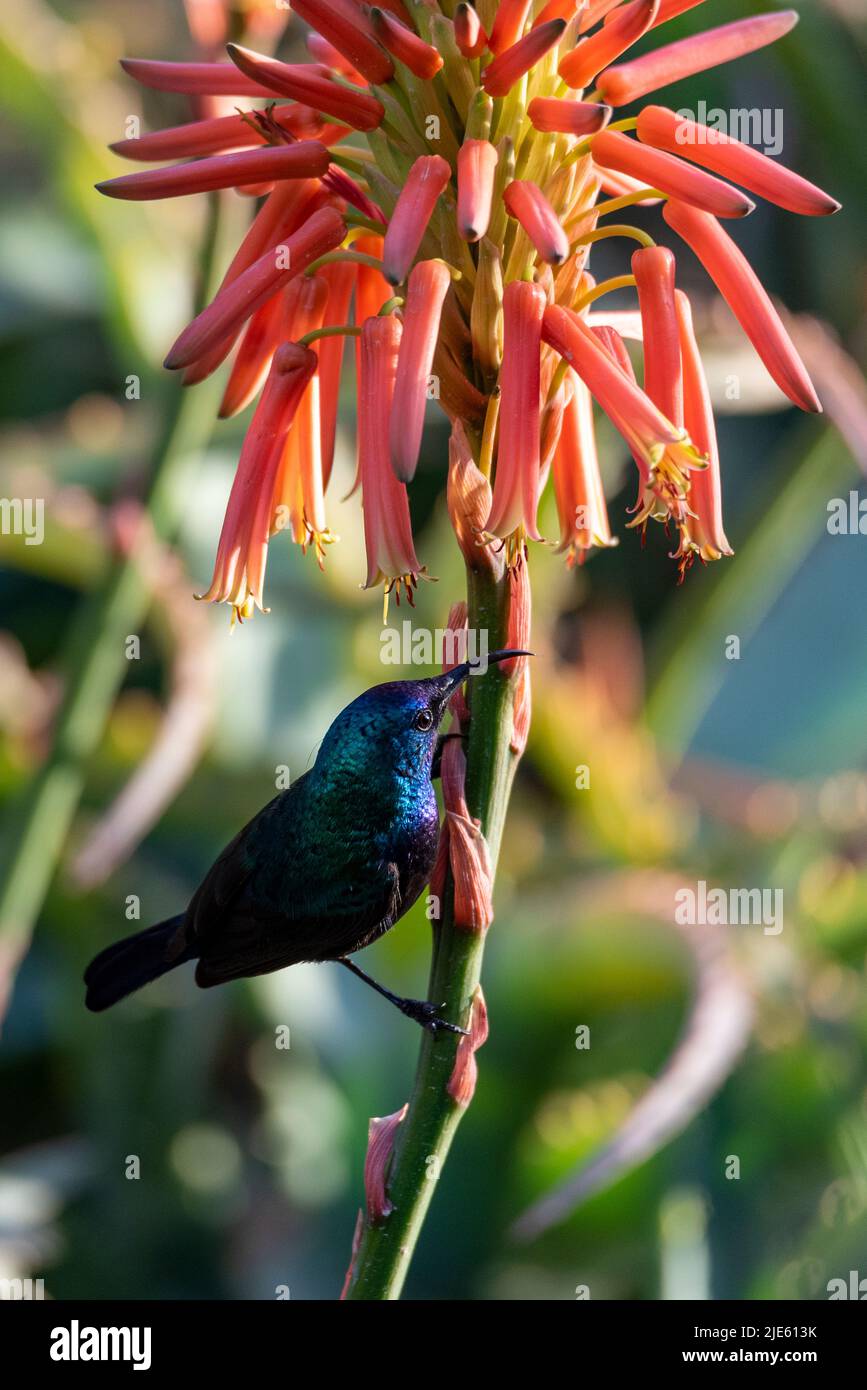 The Palestine sunbird (Cinnyris osea), male, feeding on red flowers ...