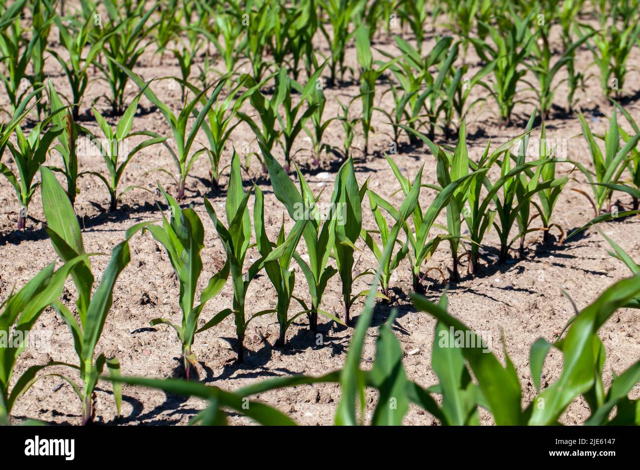 young green corn in mud and soil after rains, agricultural field with ...