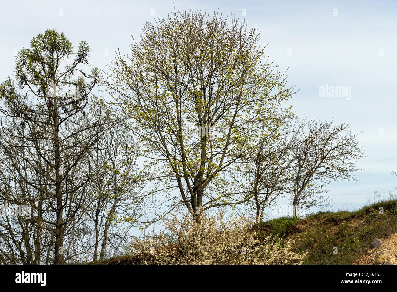 flowering maple in the springtime of the year, several maple trees on a ...