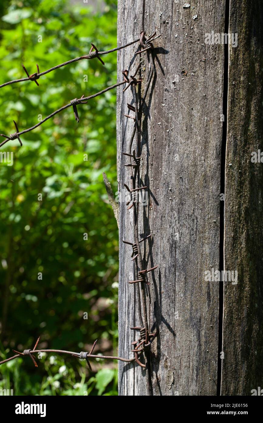 old barbed wire on the fence to protect the territory, old steel metal ...