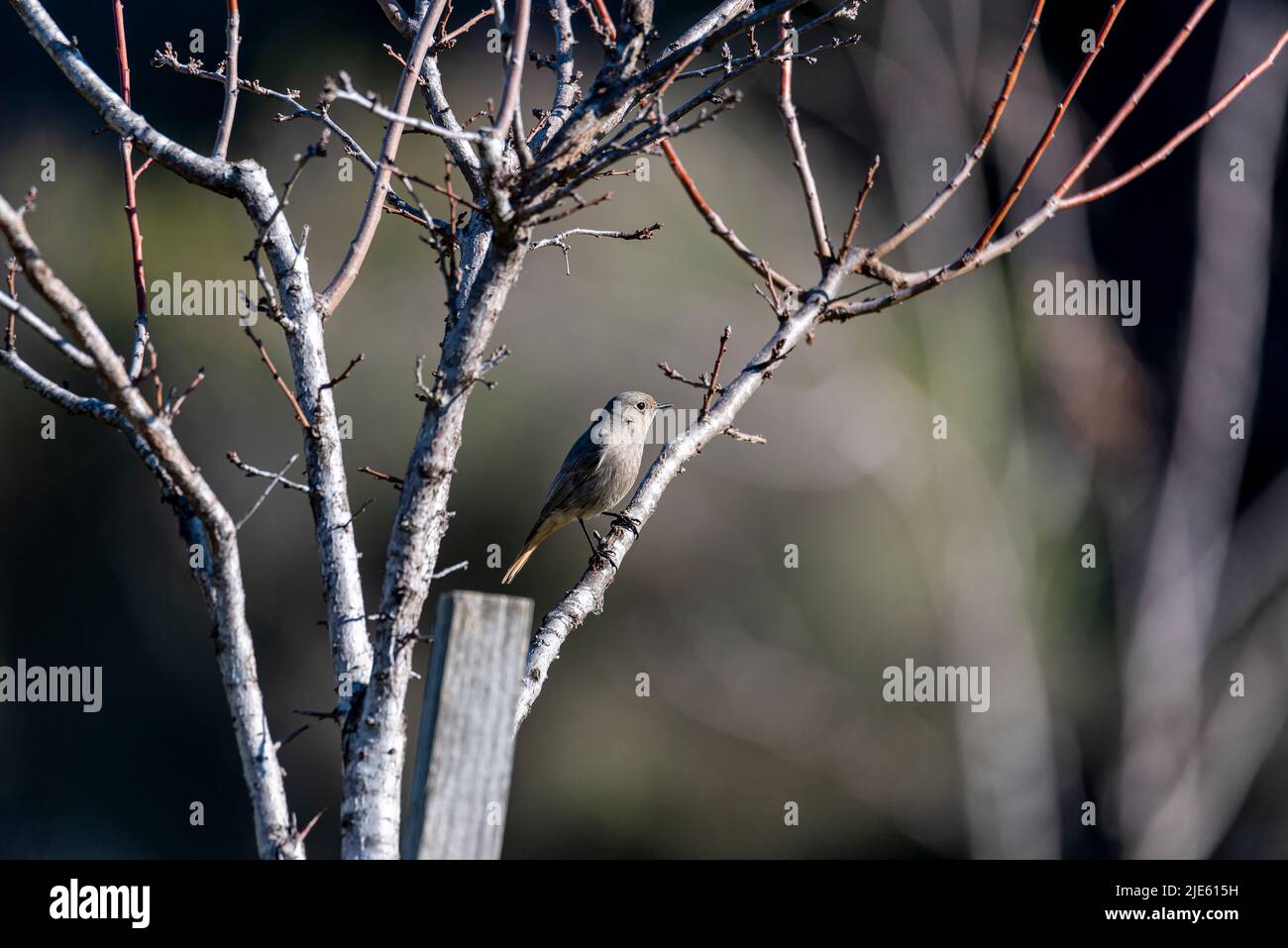 Willow Warbler (Phylloscopus trochilus). Photo was taken in Israel ...