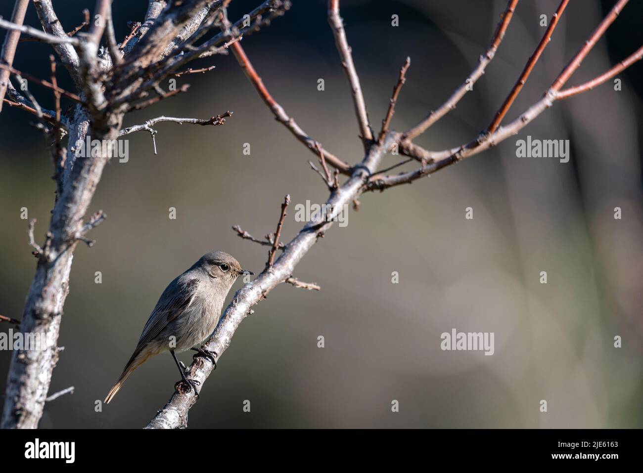 Willow Warbler (Phylloscopus trochilus). Photo was taken in Israel ...