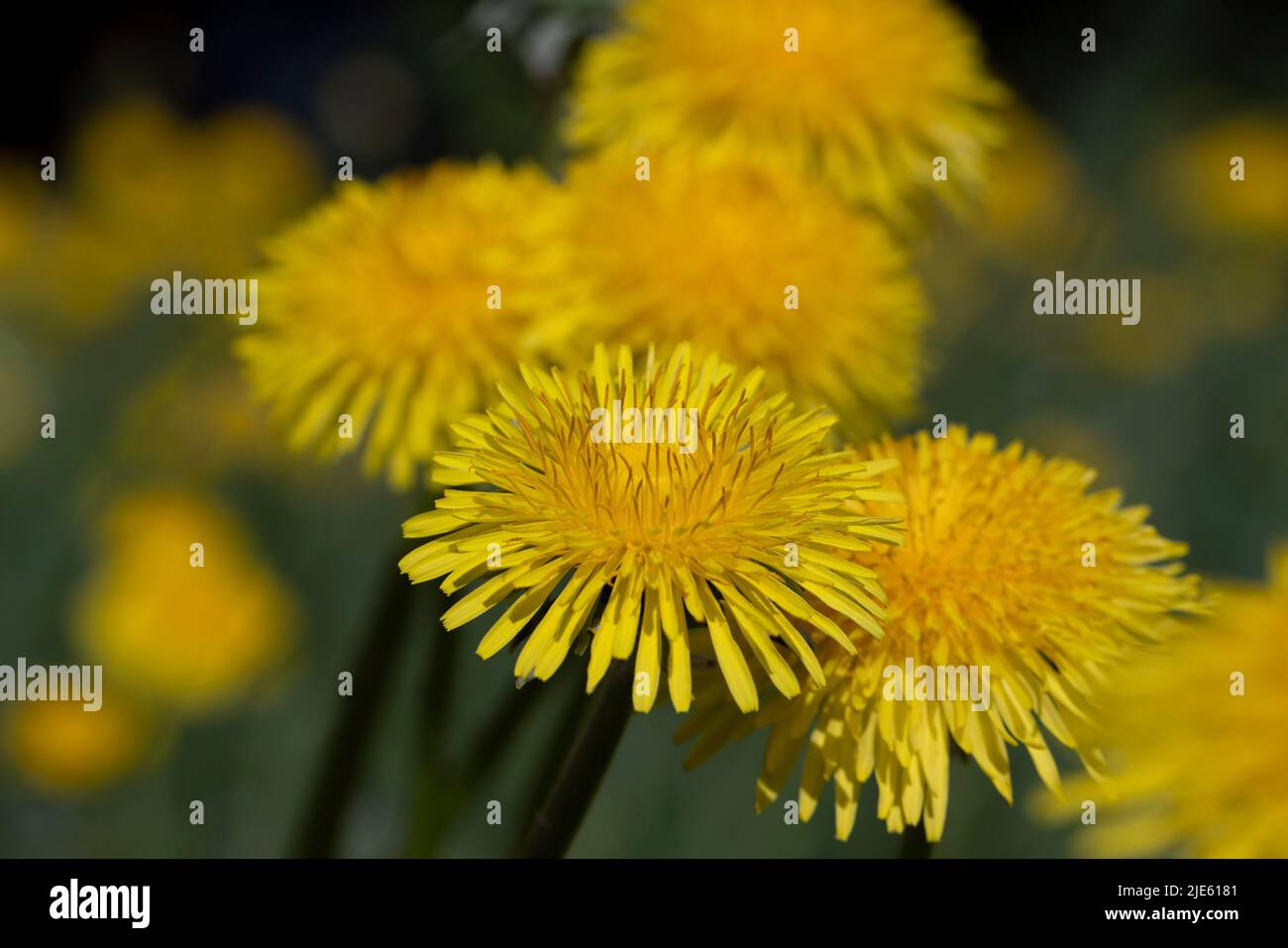 yellow dandelions bloom in a field with green grass in spring, spring ...