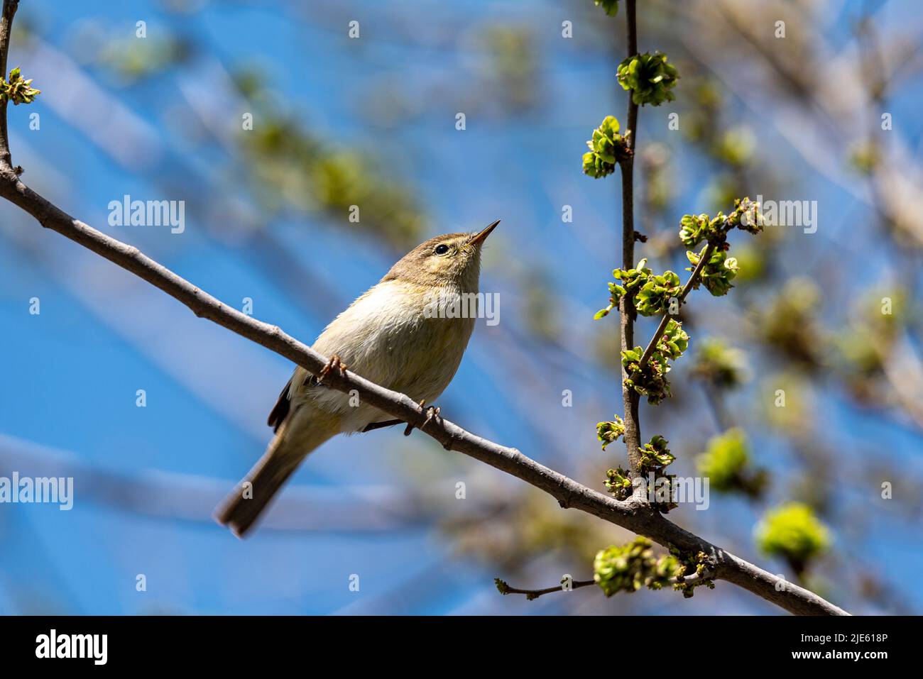 Willow Warbler (Phylloscopus trochilus). Photo was taken in Israel ...