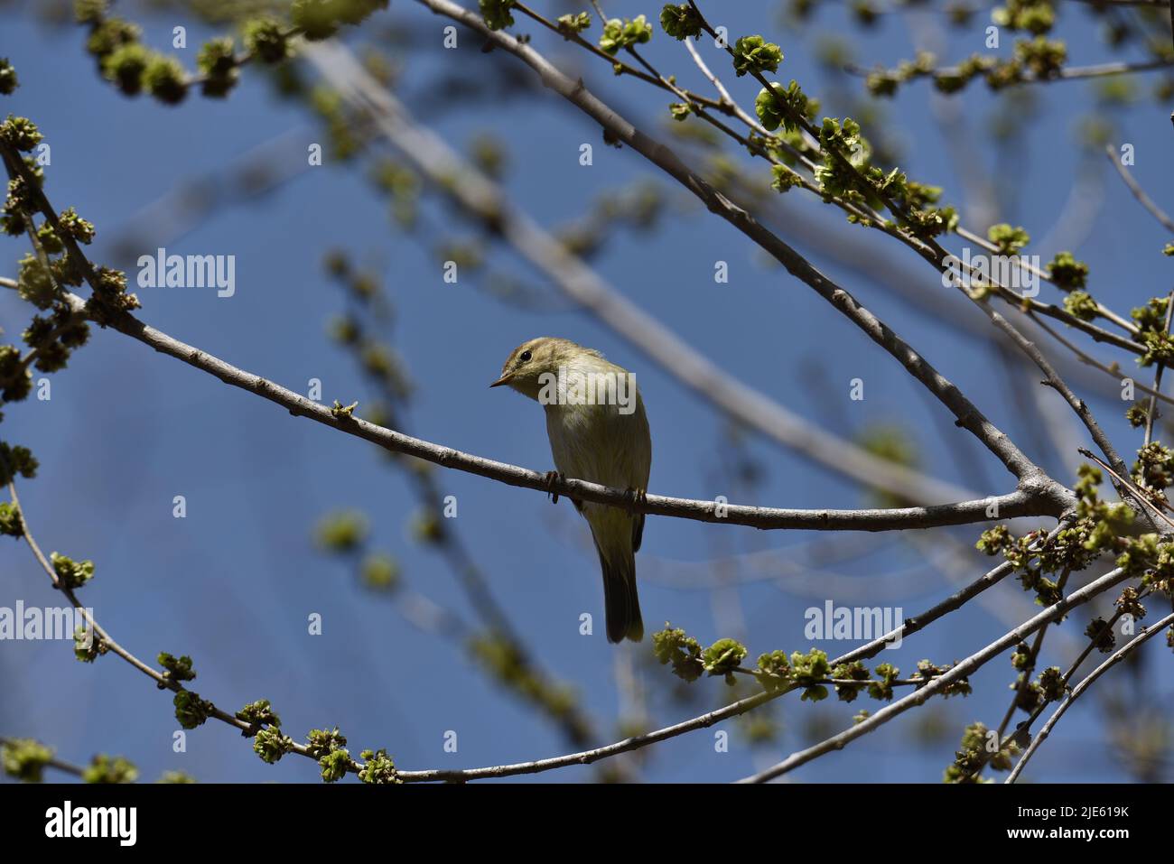 Willow Warbler (Phylloscopus trochilus). Photo was taken in Israel ...