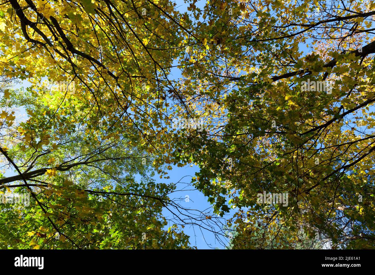 yellowed maple foliage on trees in the autumn season, changes in nature in the autumn season ...