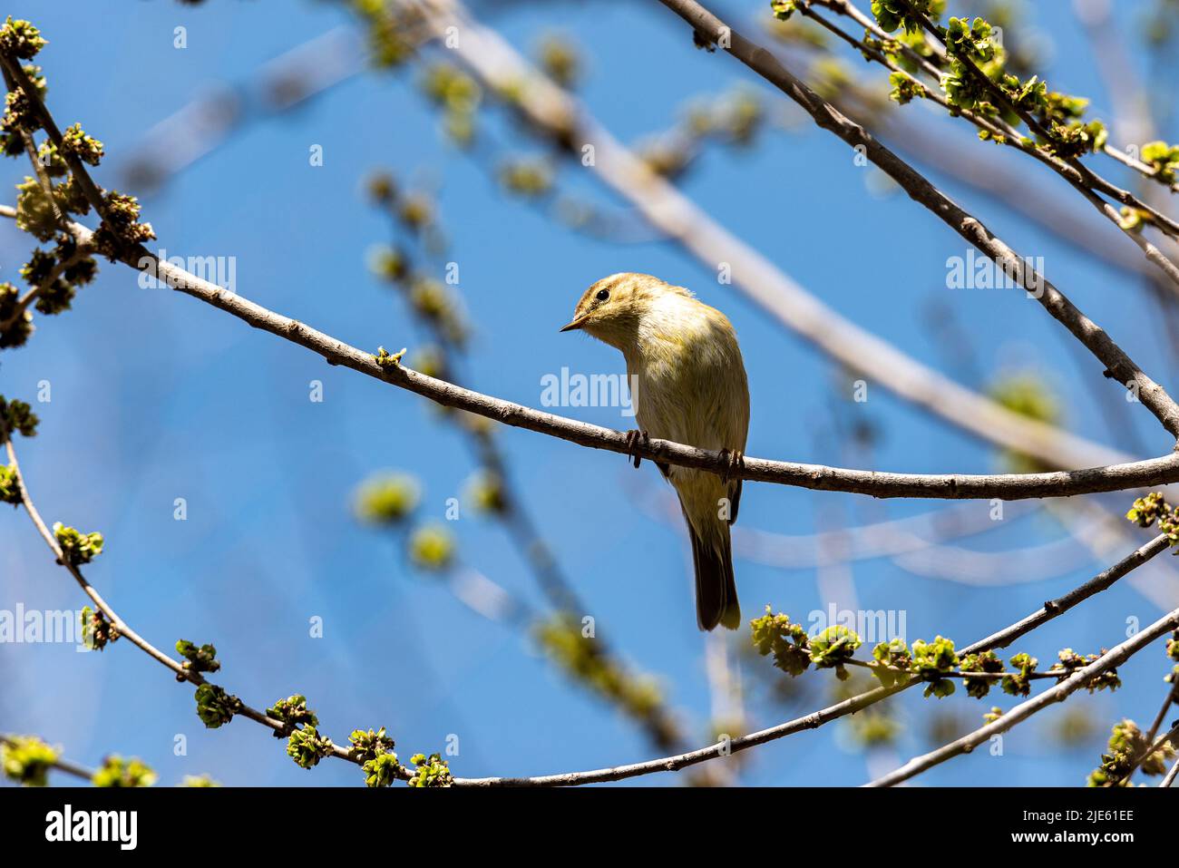 Willow Warbler (Phylloscopus trochilus). Photo was taken in Israel ...