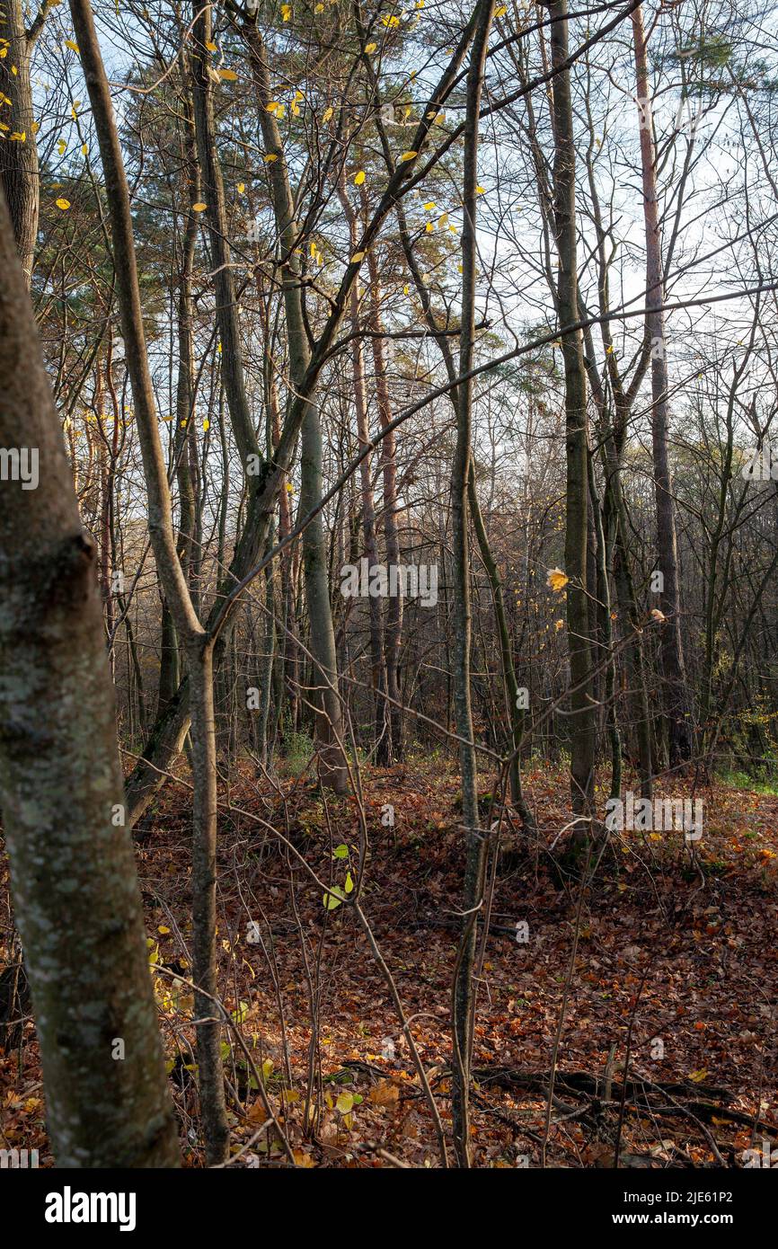 autumn trees during leaf fall, changes in nature during the autumn ...