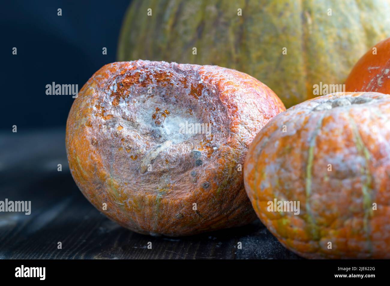 spoiled food rotten pumpkin, spoiled pumpkin food that has not been ...