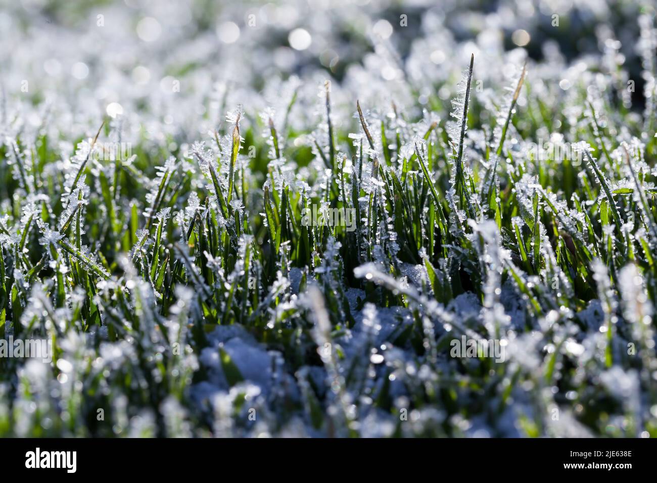 grass covered with white cold frost in the winter season , features of ...