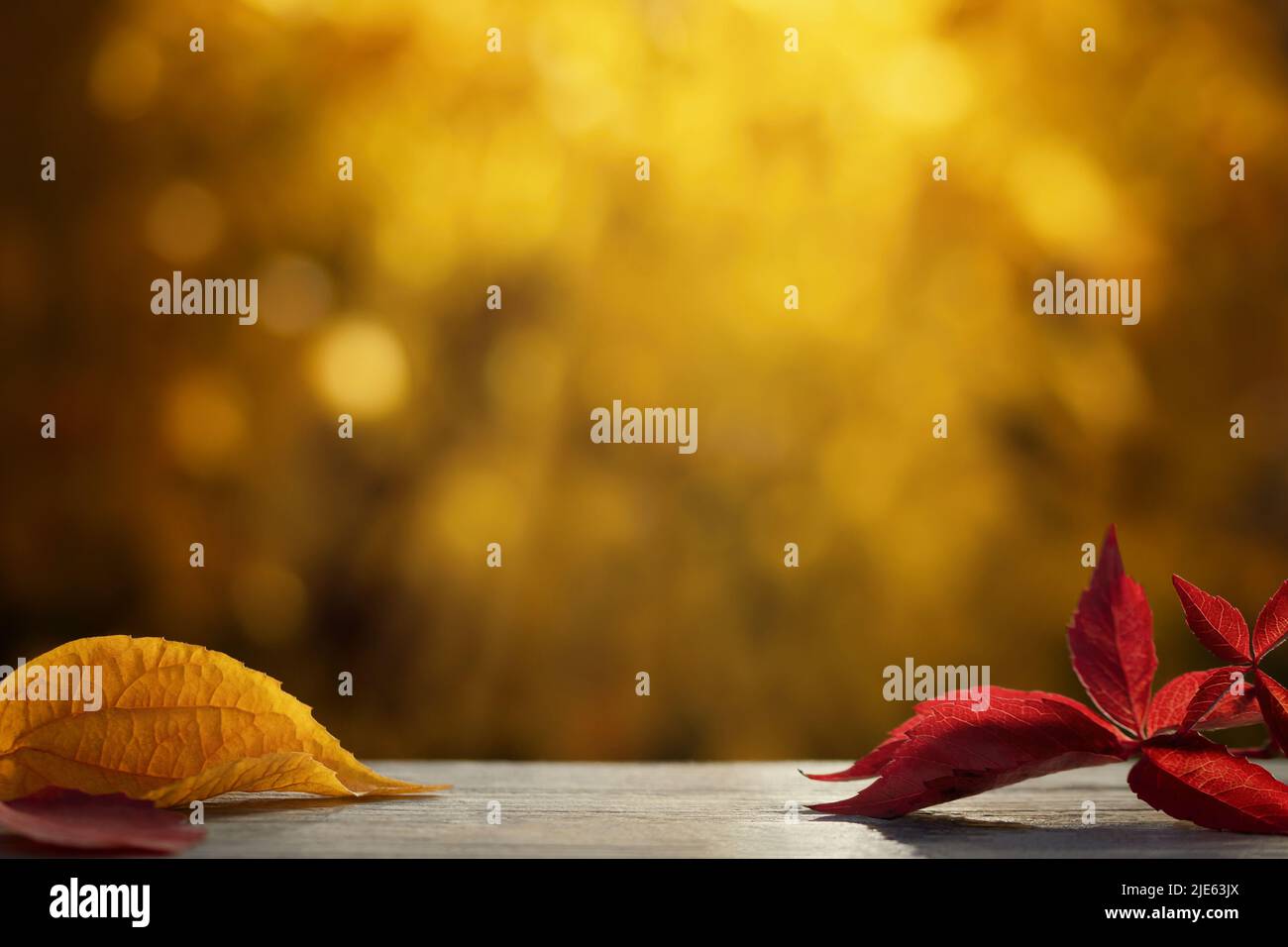 Beautiful natural autumn background with colorful leaves on a wooden ...