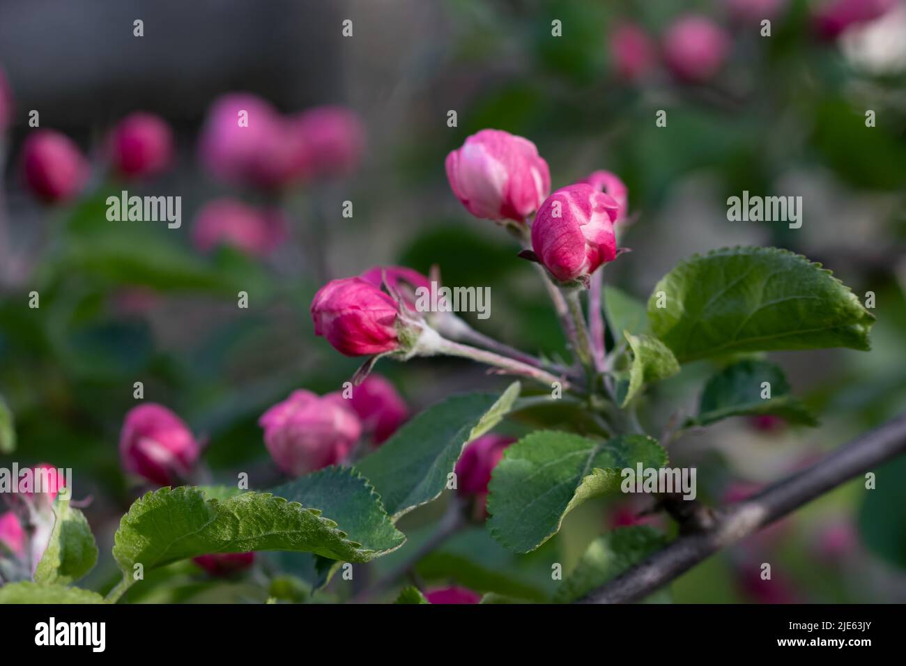 Rose apple tree hi-res stock photography and images - Alamy