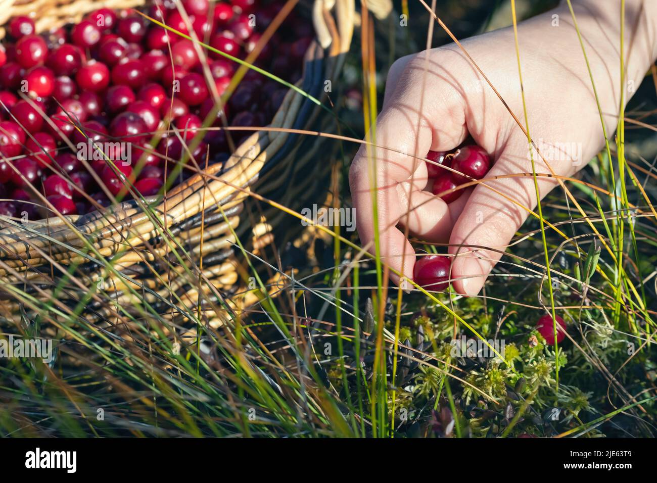 Woman's hand picking ripe cranberries in the swamp Stock Photo - Alamy