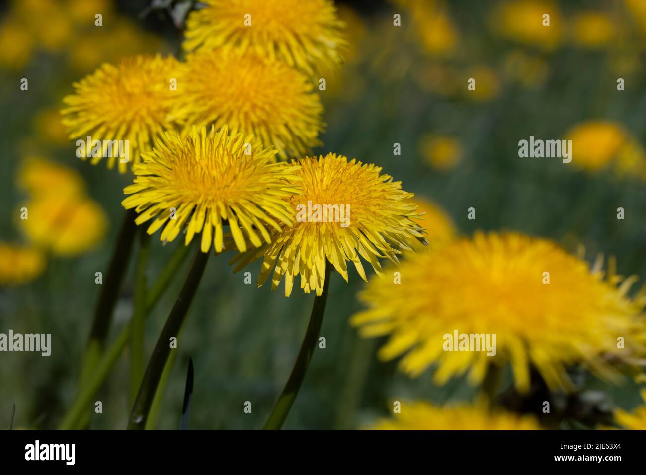 yellow dandelions bloom in a field with green grass in spring, spring ...