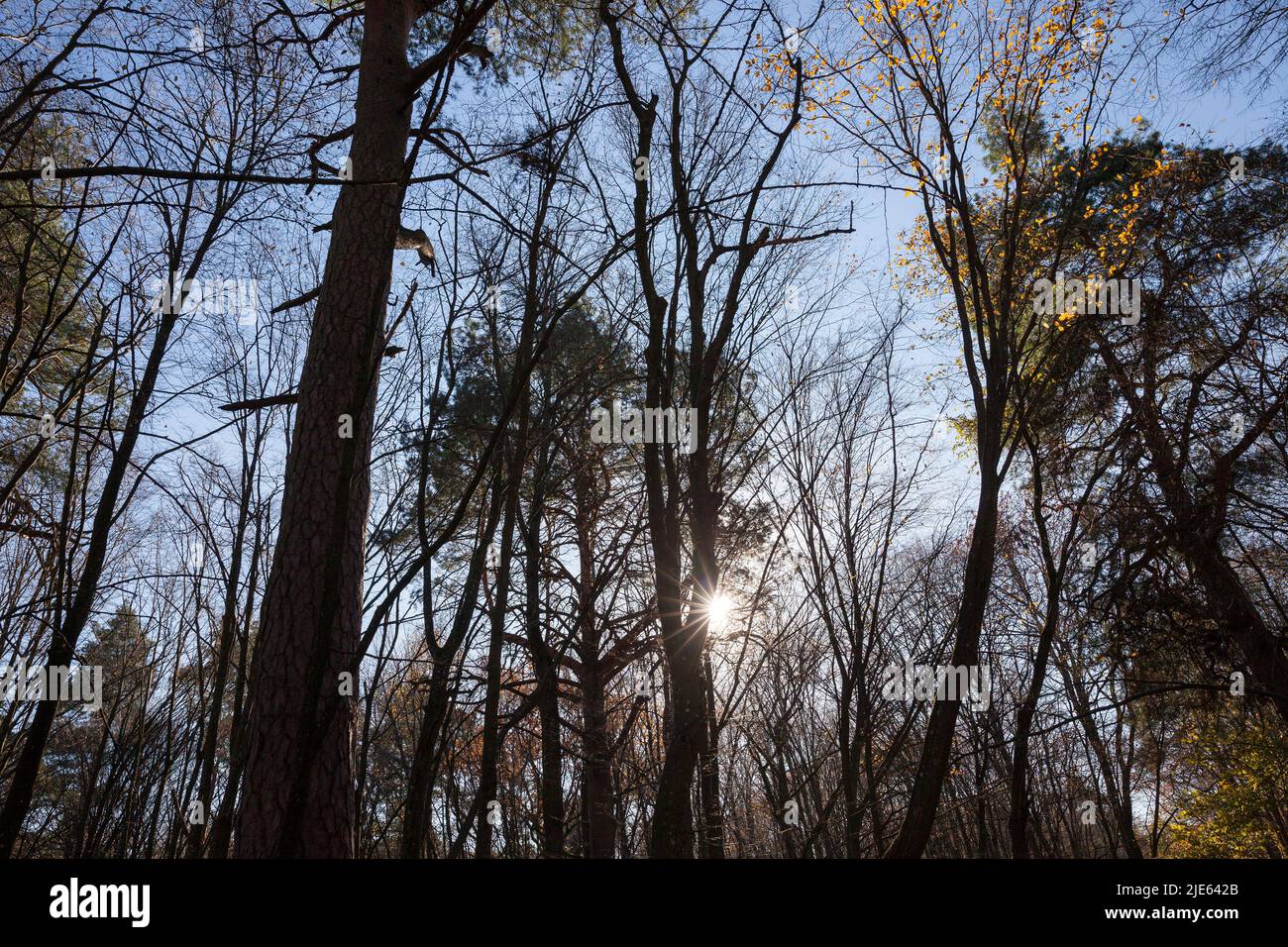 trees in the autumn season with changing foliage, different trees in ...
