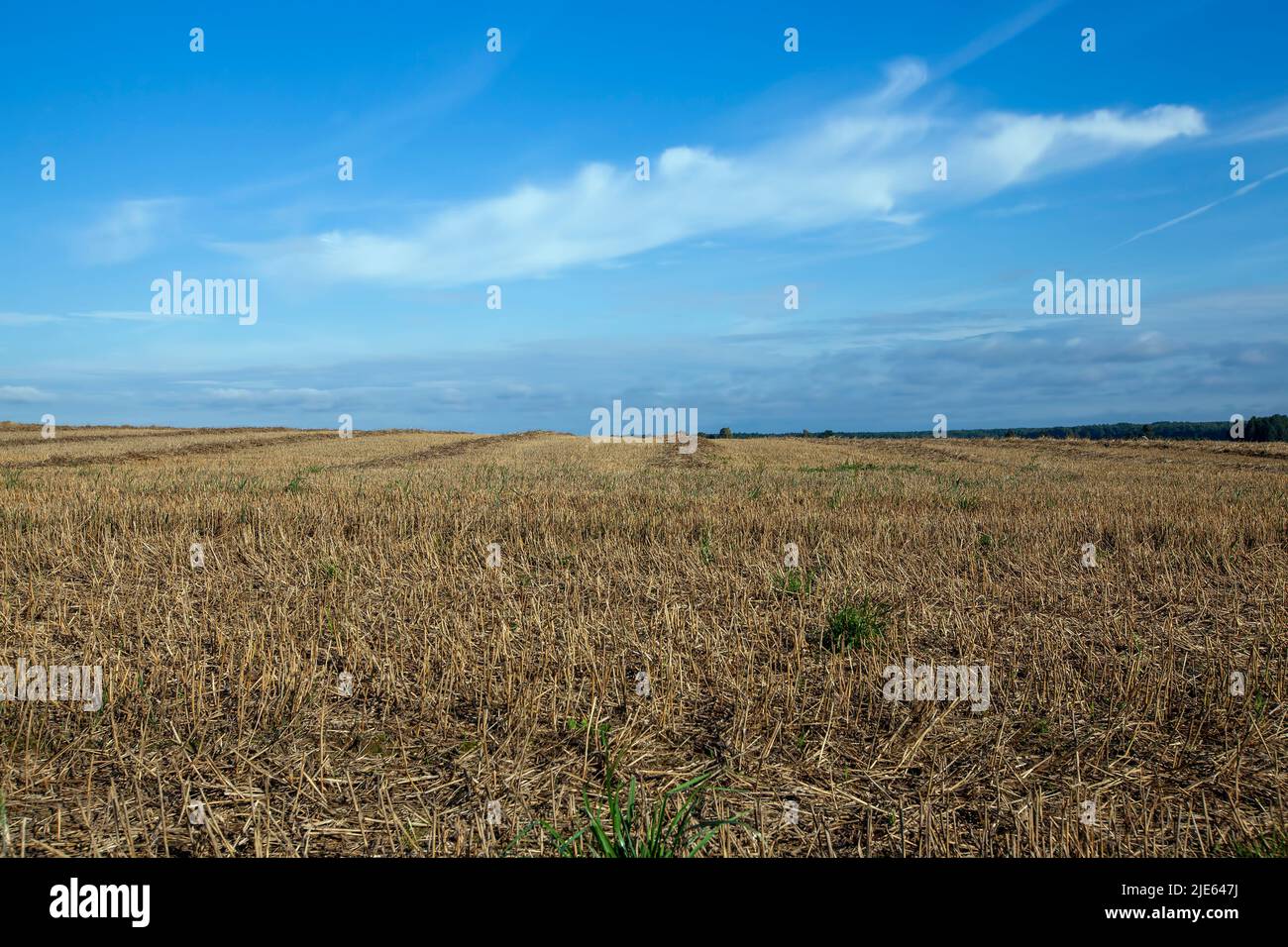 agricultural field on which stubble wheat remained, agriculture in the ...