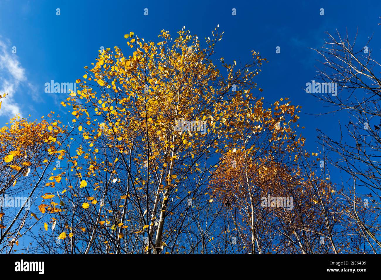 trees in the autumn season with changing foliage, different trees in ...