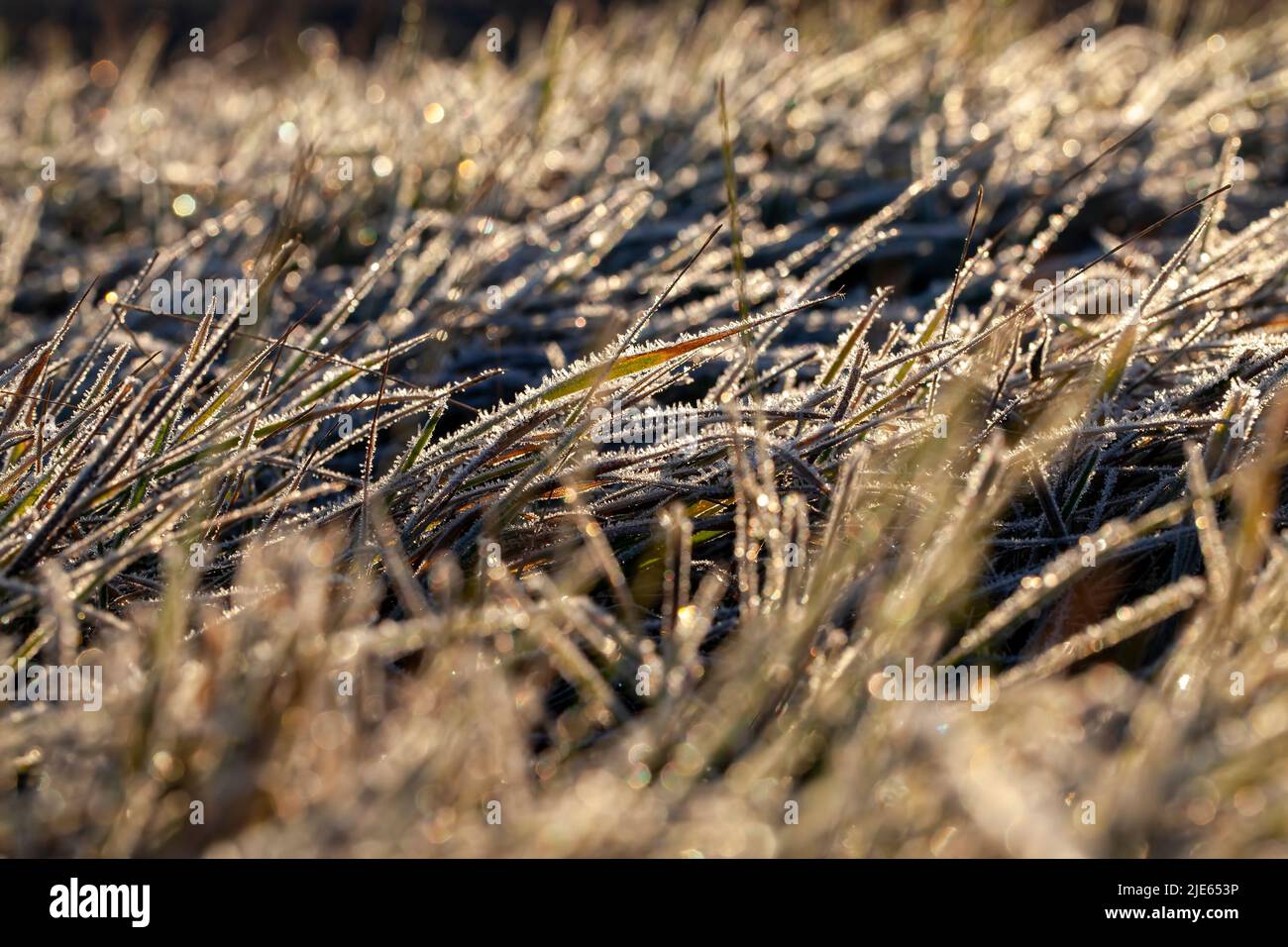 grass covered with white cold frost in the winter season , features of ...