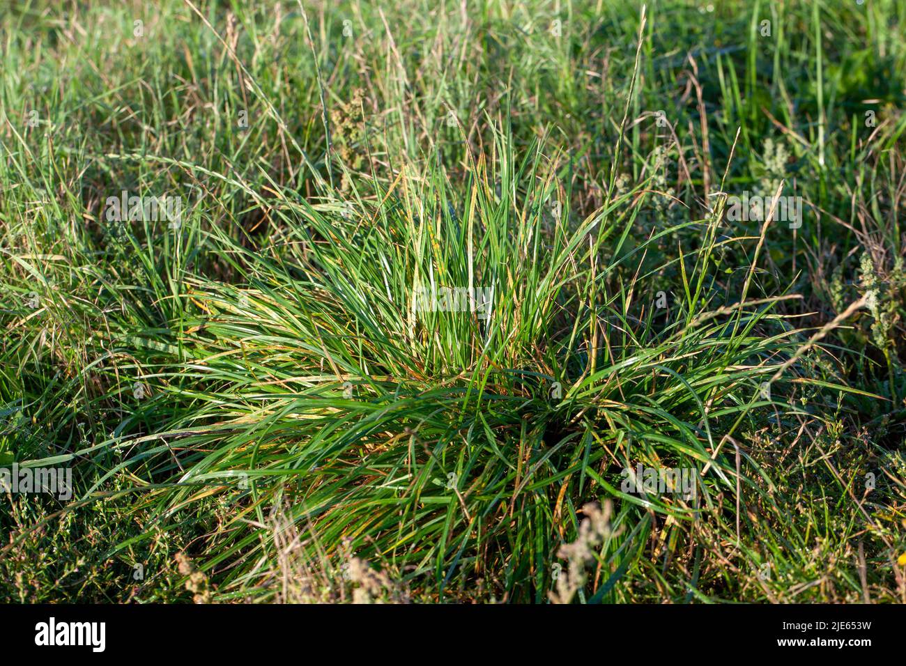 part of the field where green grass grows, green grass growing in the ...