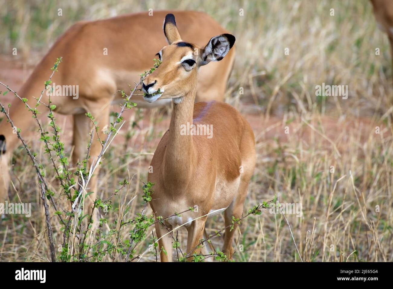 Female impala (Aepyceros melampus Stock Photo - Alamy