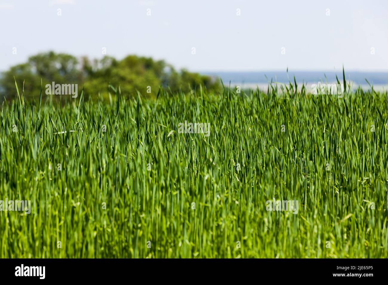 field with green immature oats, growing livestock feed green oats in a ...