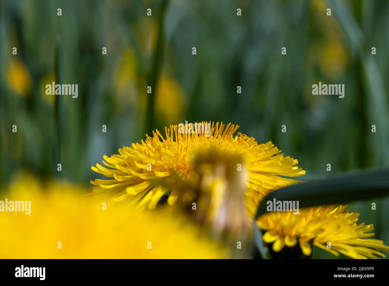 yellow dandelions bloom in a field with green grass in spring, spring ...