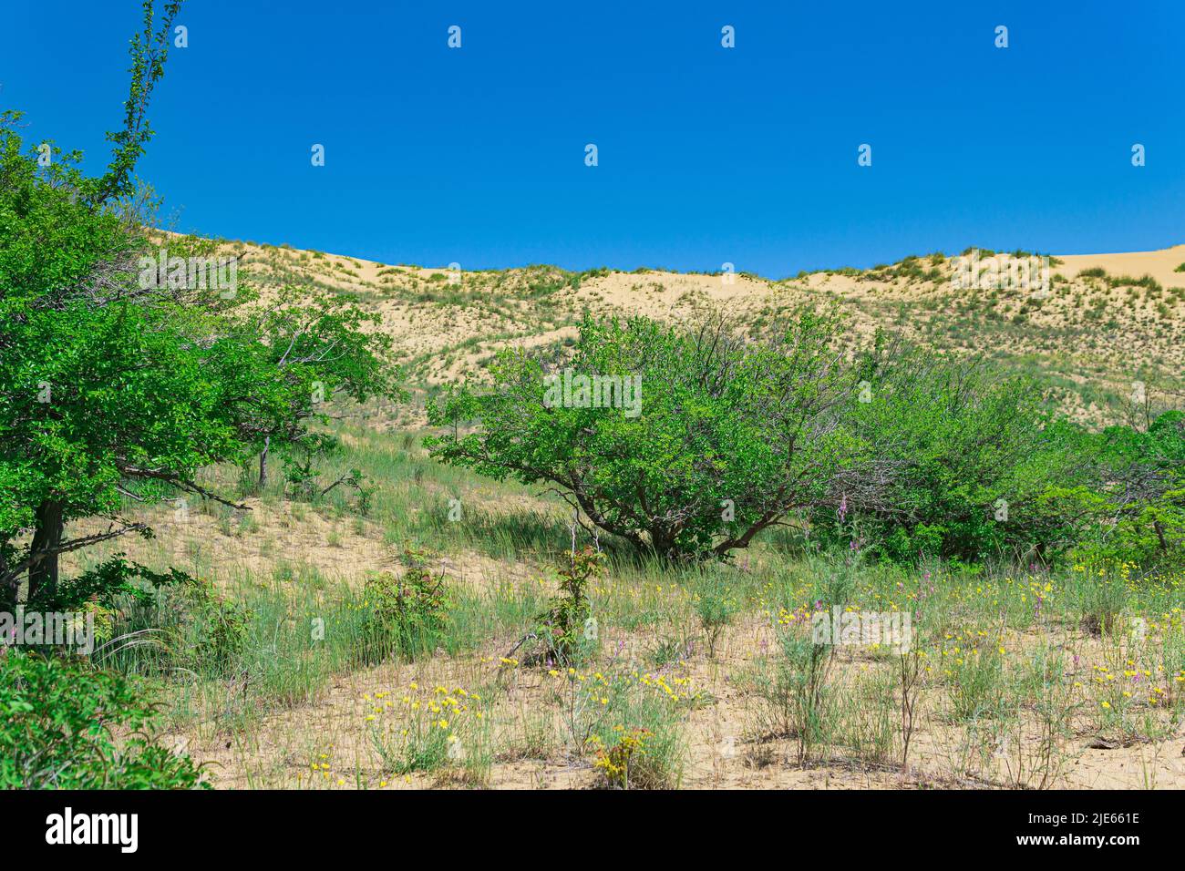 Ephemeral vegetation hi-res stock photography and images - Alamy
