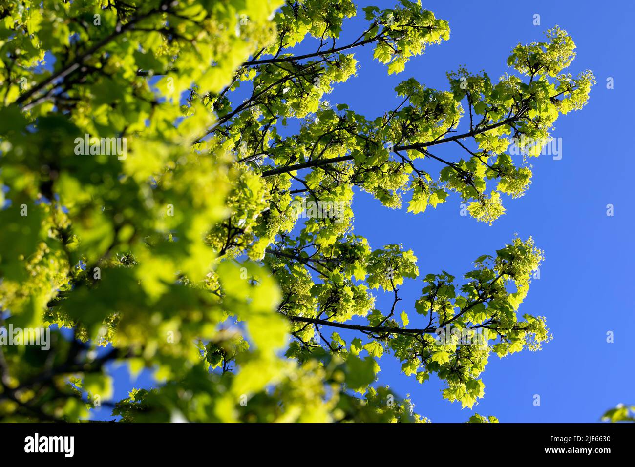 the young foliage of the maple tree in the spring season, beautiful ...