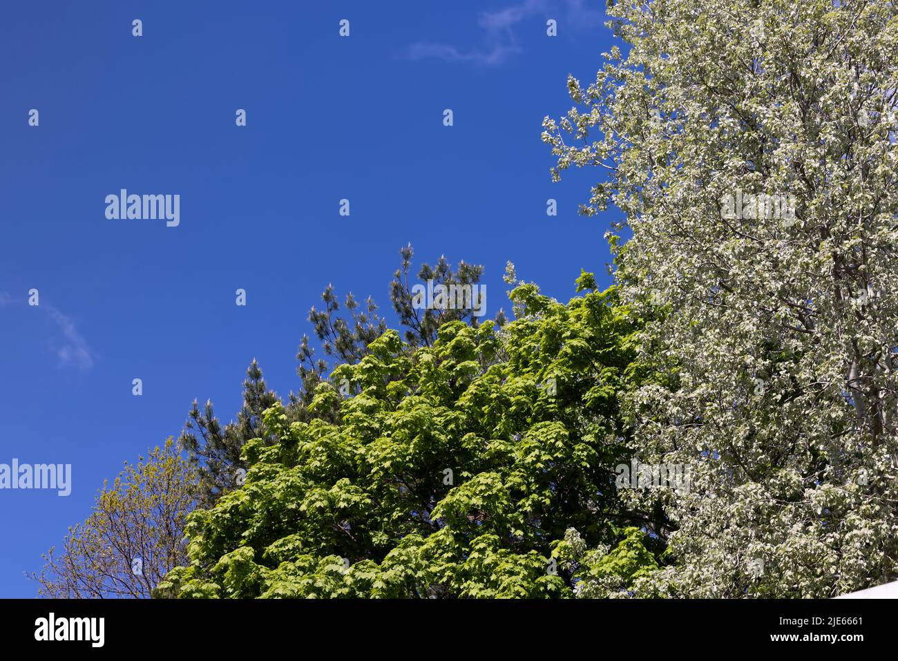deciduous trees in the spring season with green foliage, beautiful ...