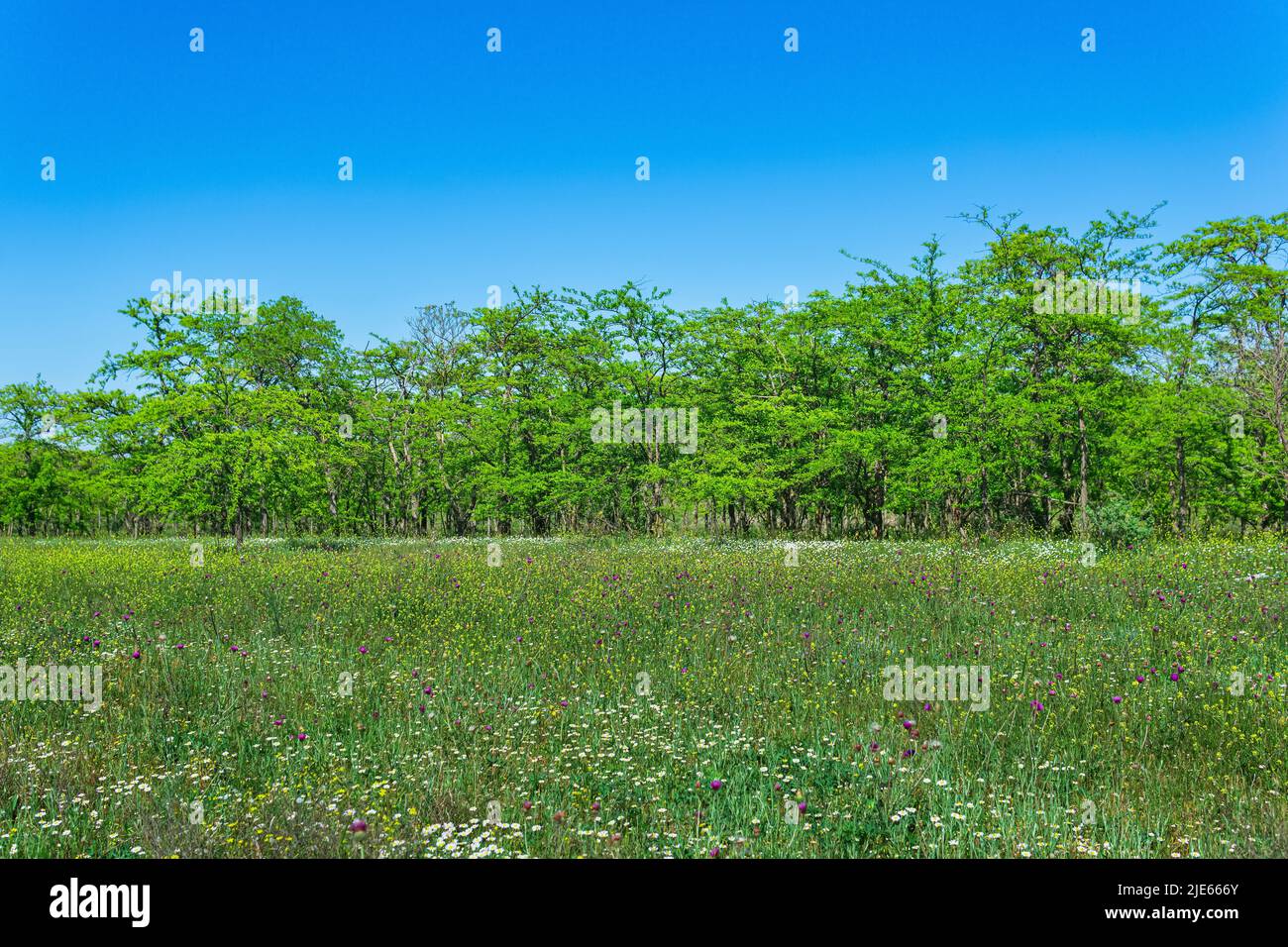 spring sunny open woodland landscape with flowering meadow and ...