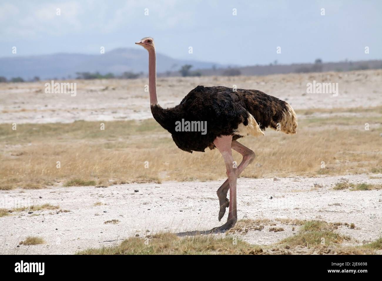 Common ostrich (Struthio camelus) male Stock Photo - Alamy