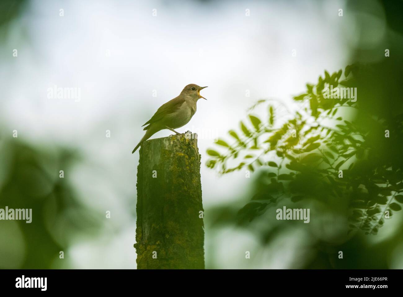 Singing nithingale hi-res stock photography and images - Alamy