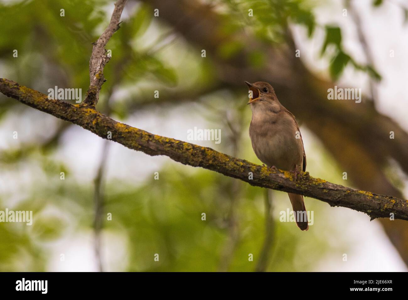 A Nightingale singing , Camargue , France Stock Photo - Alamy