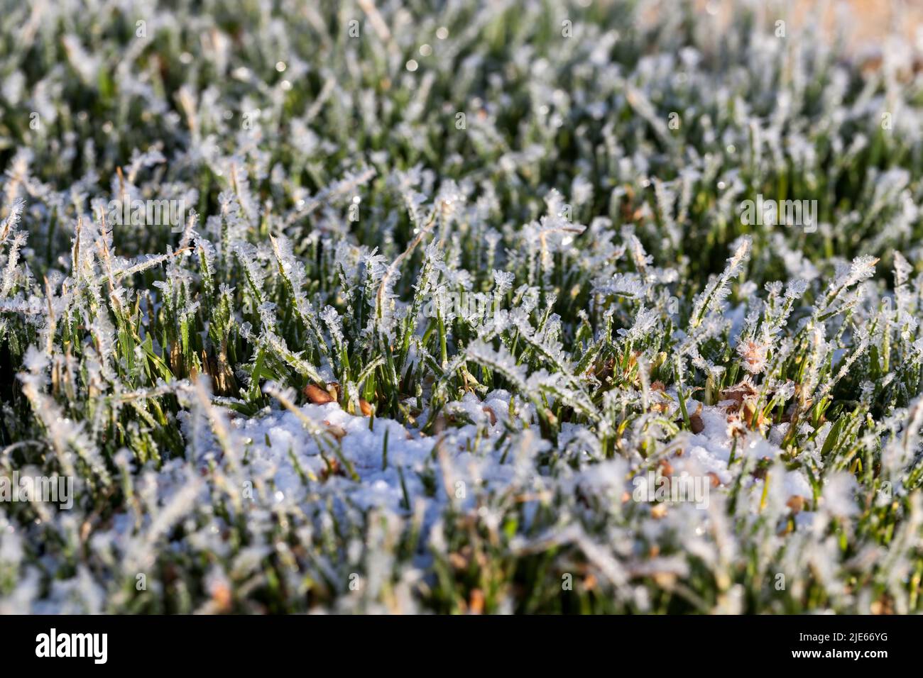 grass covered with white cold frost in the winter season , features of ...