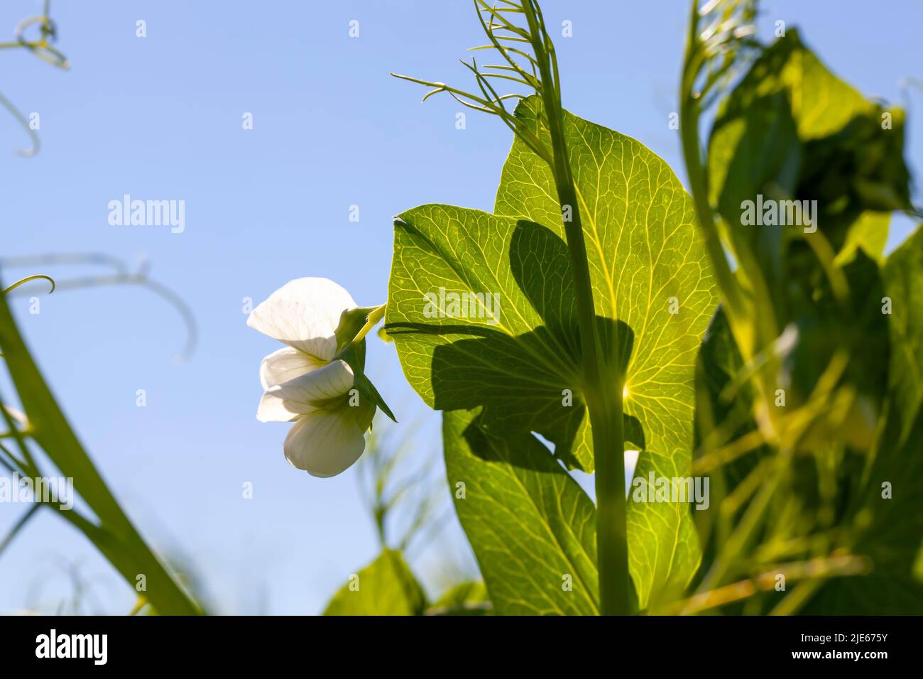 blooming peas on an agricultural field in the summer, white pea flowers ...
