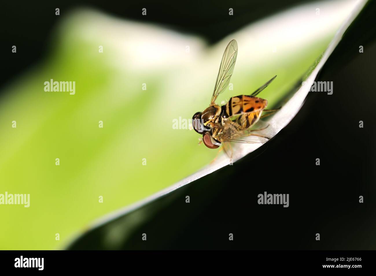 Mating flower flies on a June afternoon Stock Photo - Alamy