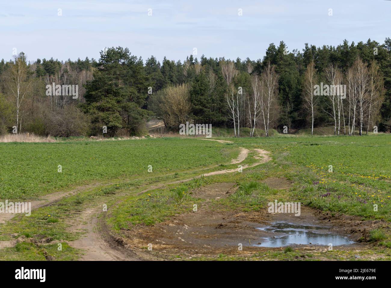 a rural unpaved road in a field, a country road without asphalt like a track driven by cars ...